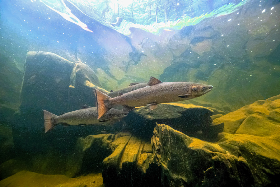U.S. Representative Chellie Pingree